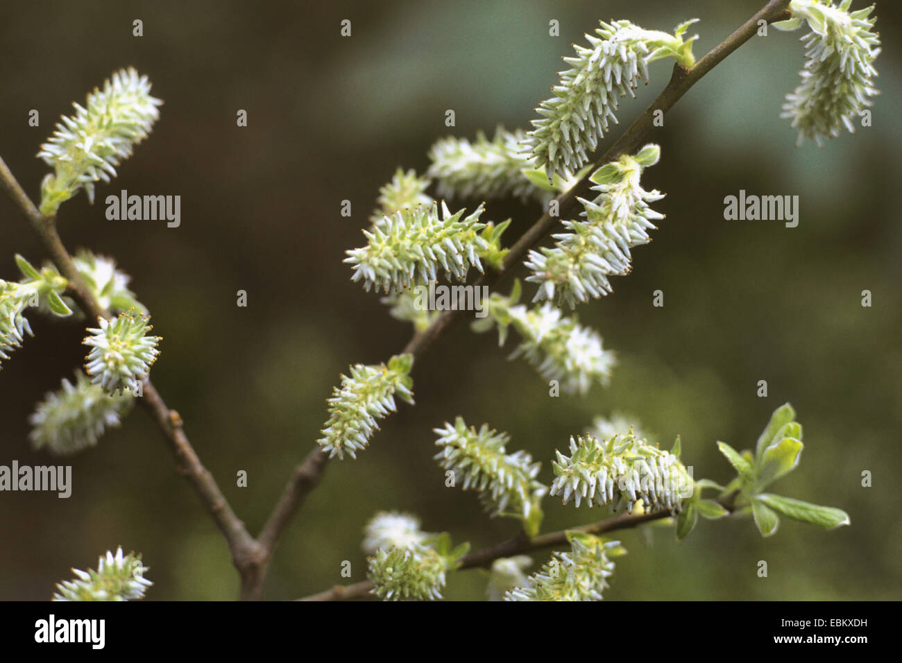 European grey willow (Salix cinerea), female catkins, Germany Stock ...