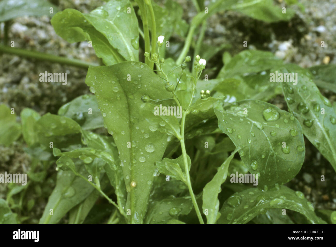 Samolus valerandi hi-res stock photography and images - Alamy