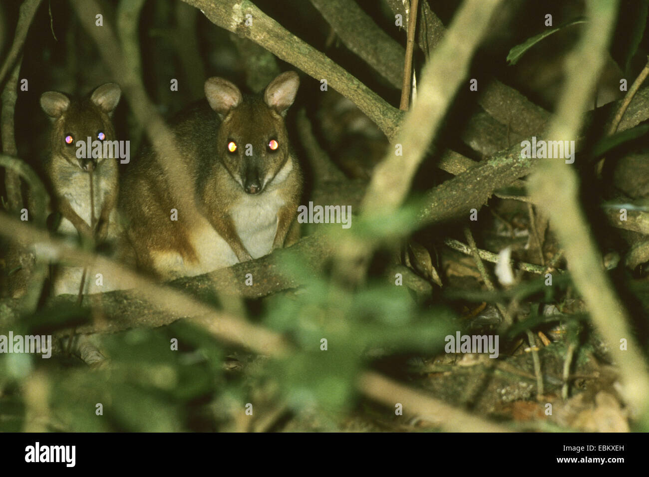 red-legged pademelon (Thylogale stigmatica), sitting together in the ...