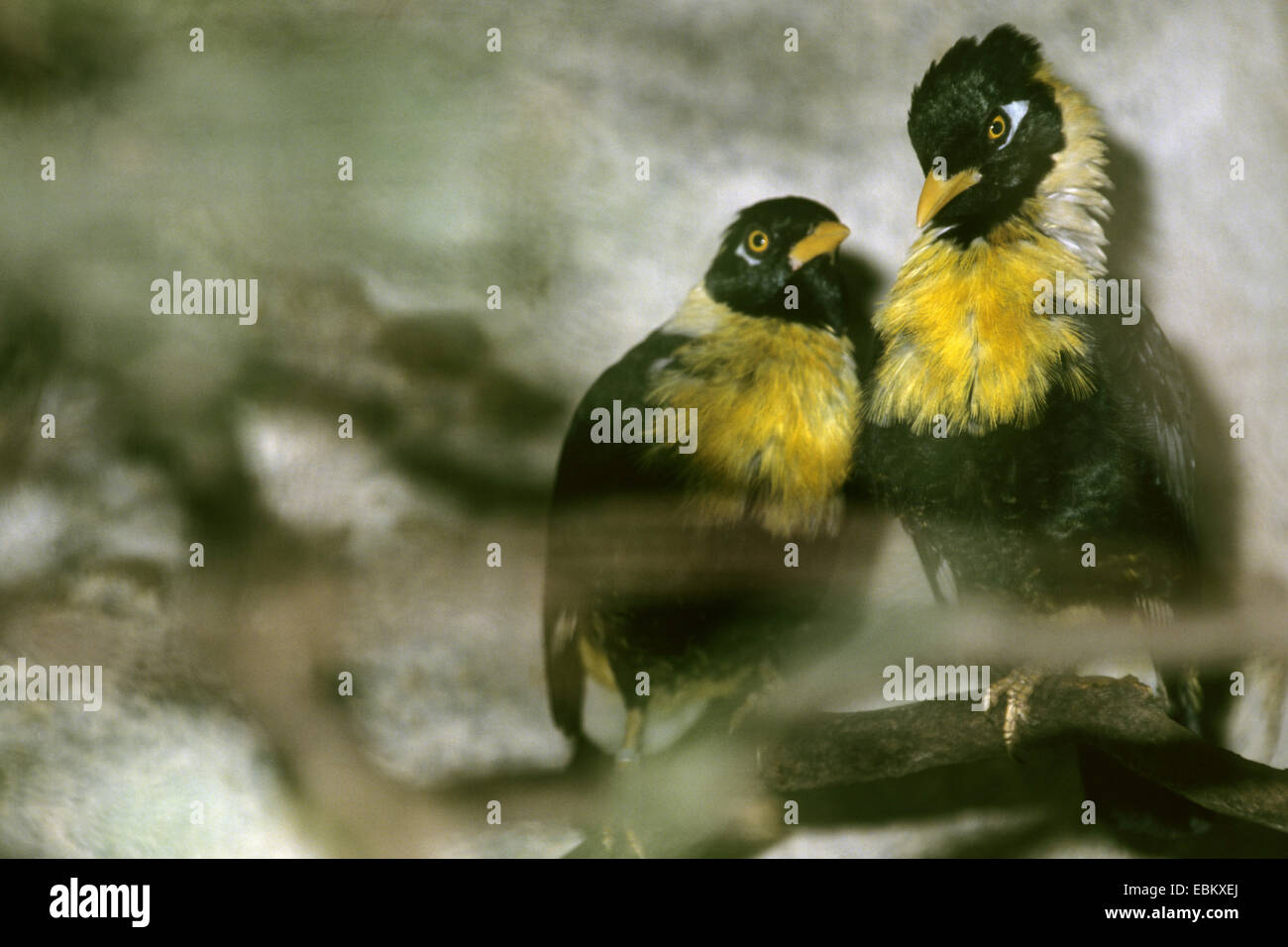 Mynah birds hi-res stock photography and images - Alamy