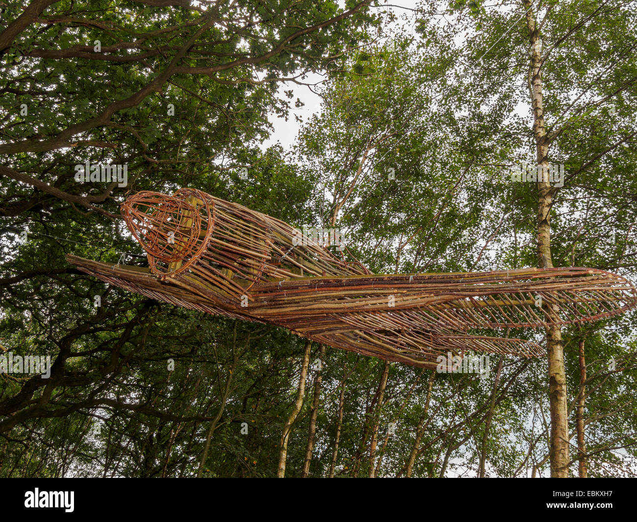Model airplane made of twigs hanging in a forest Stock Photo - Alamy