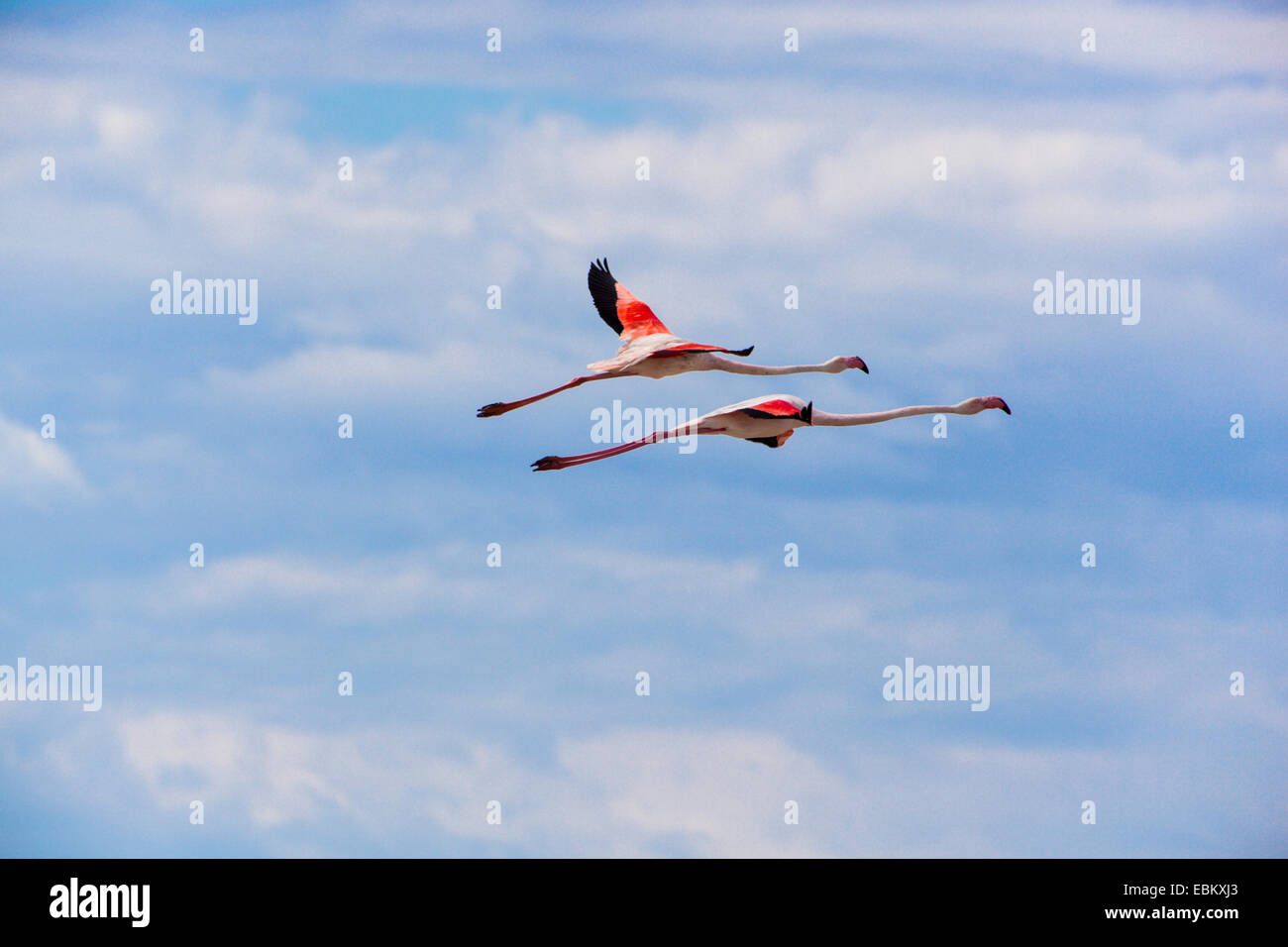 Flamingo phoenicopteriformes phoenicopteridae hi-res stock photography ...