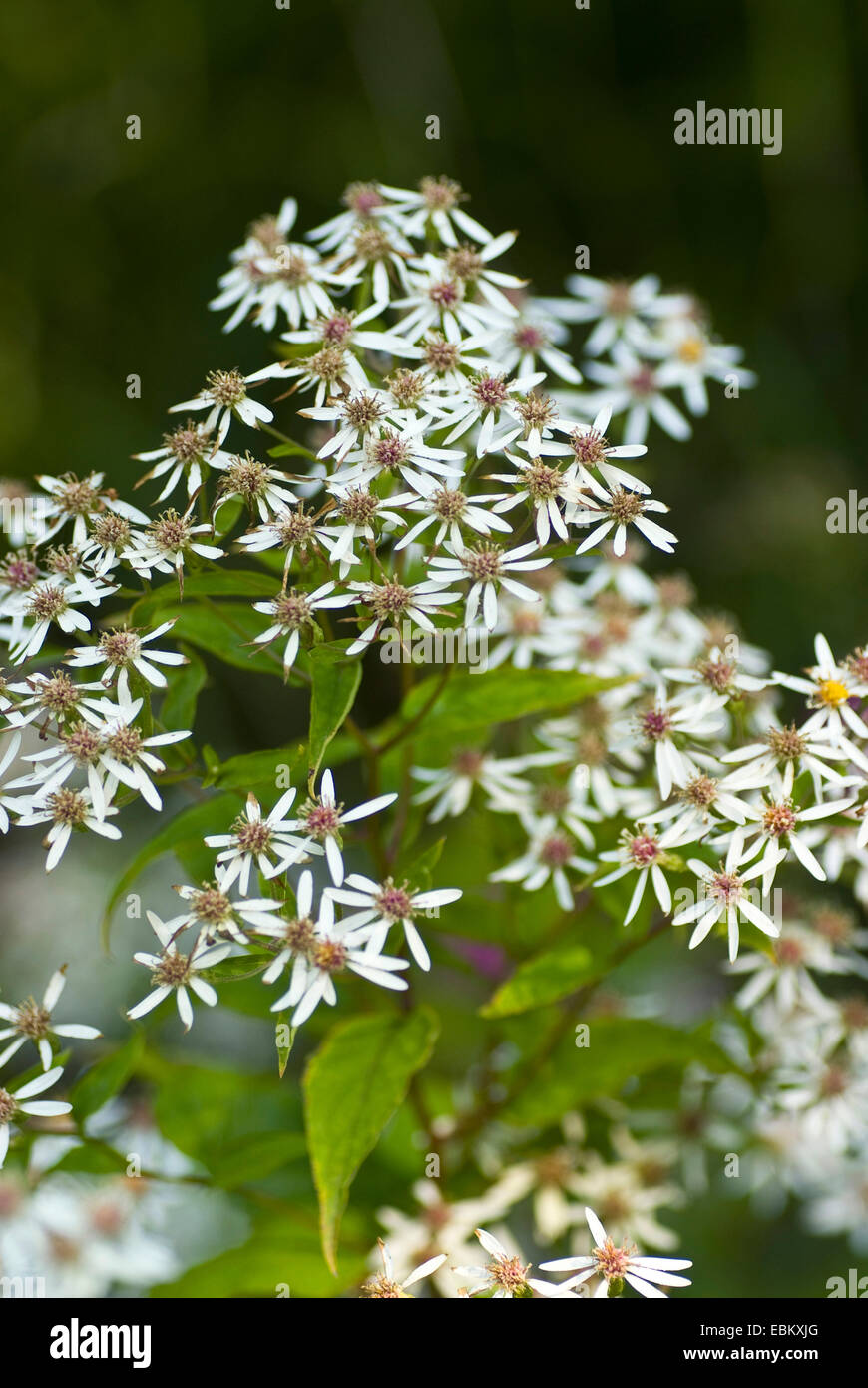 White Wood Aster (Aster divaricatus), blooming Stock Photo - Alamy