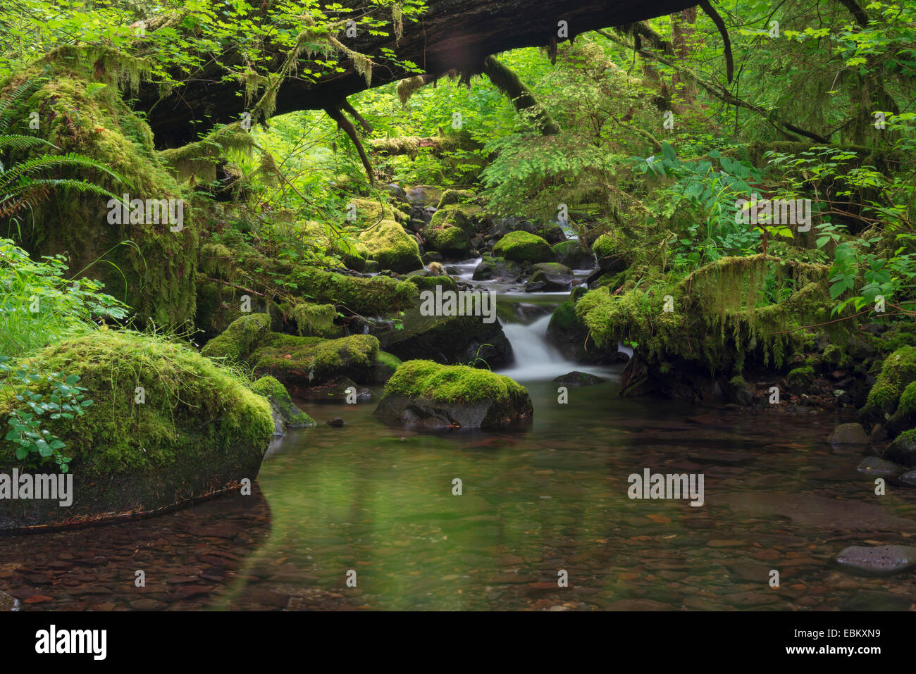 Steam grass green hi-res stock photography and images - Alamy