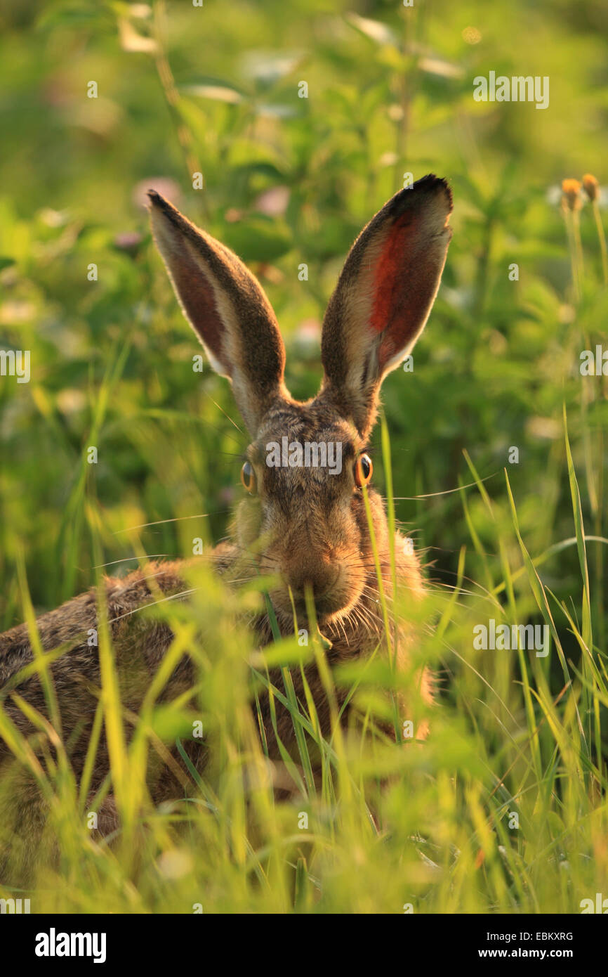 European hare, Brown hare (Lepus europaeus), sitting on grass, Germany ...