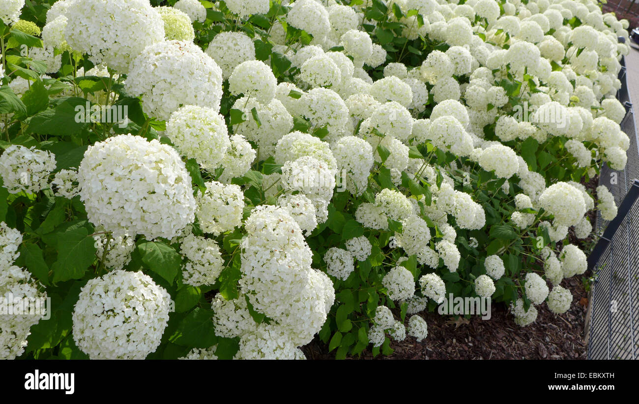 Garden hydrangea, Lace cap hydrangea (Hydrangea macrophylla), white ...