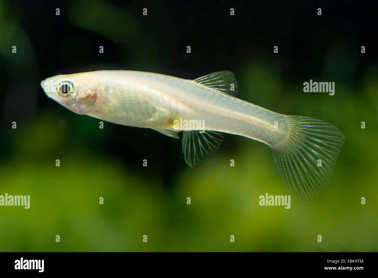 Endler's guppy, Endler's livebearer, Dovermolly (Poecilia wingei ...