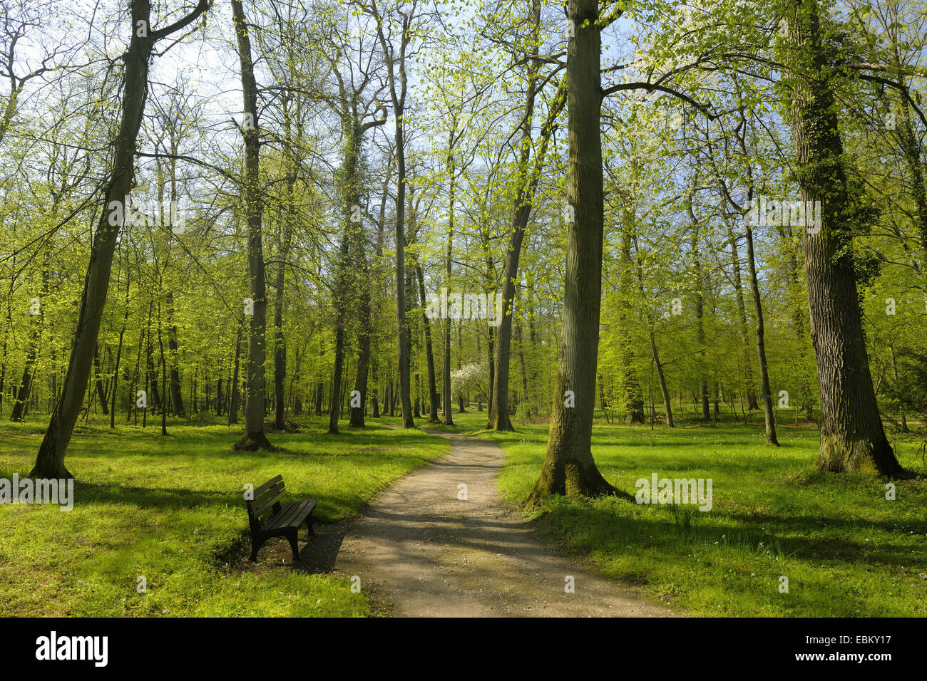 path between park trees, Germany, Bavaria, Aschaffenburg Stock Photo ...