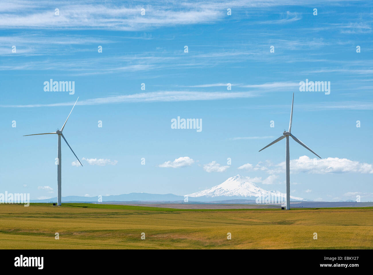 USA, Oregon, Wind turbines at green field with mountain on background ...