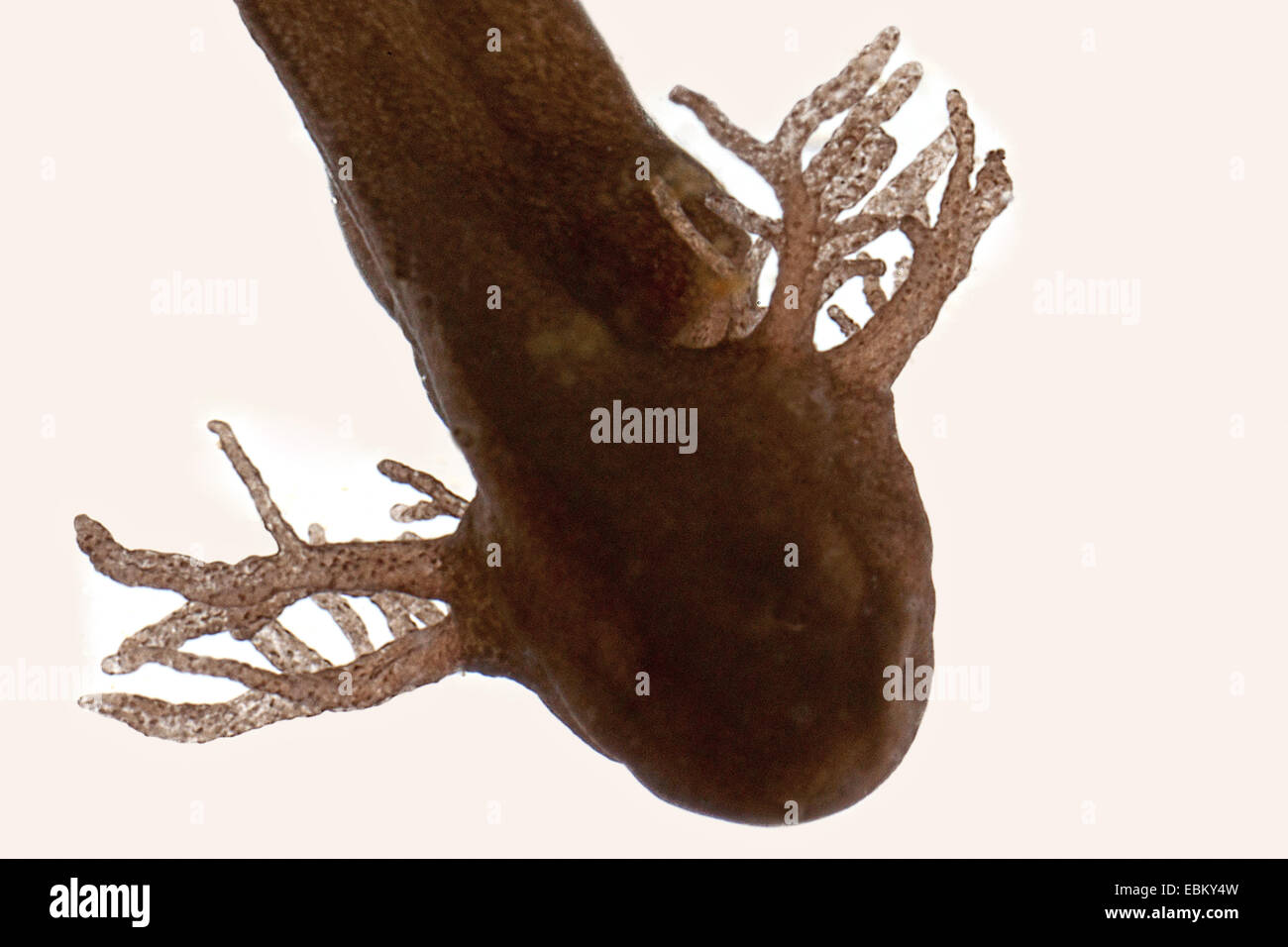 Portrait head shot wild Cut Out Stock Images & Pictures - Alamy