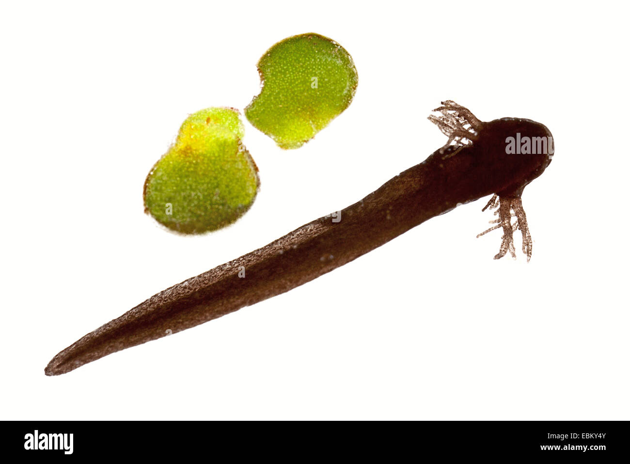 Bufo bufo tadpole pond toads tadpoles Cut Out Stock Images & Pictures ...