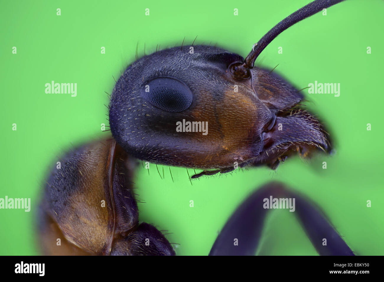 head of an ant Stock Photo - Alamy