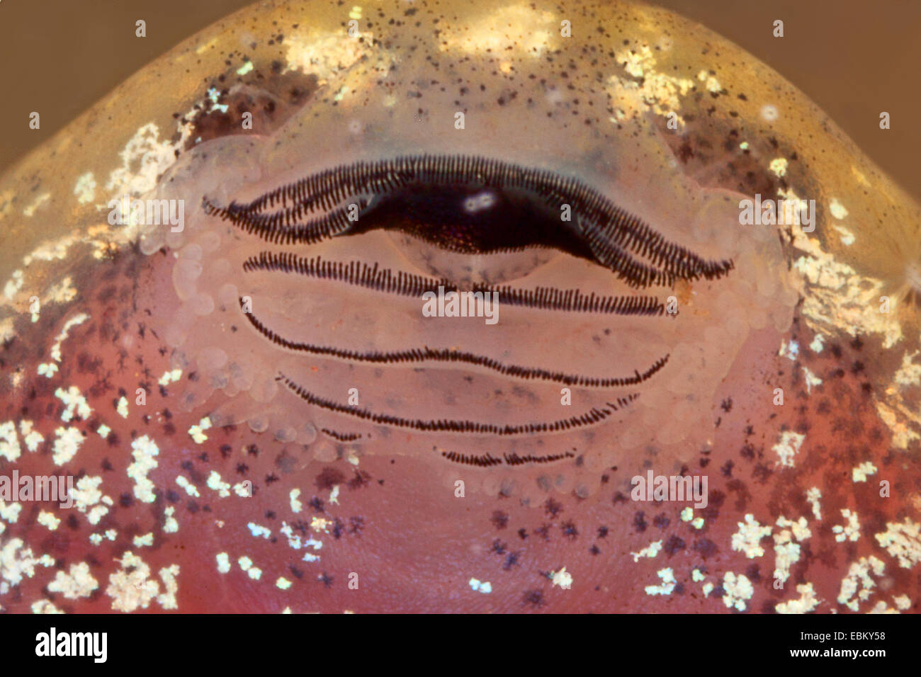 tadpole, mouth Rana temporaria grass frog Stock Photo - Alamy