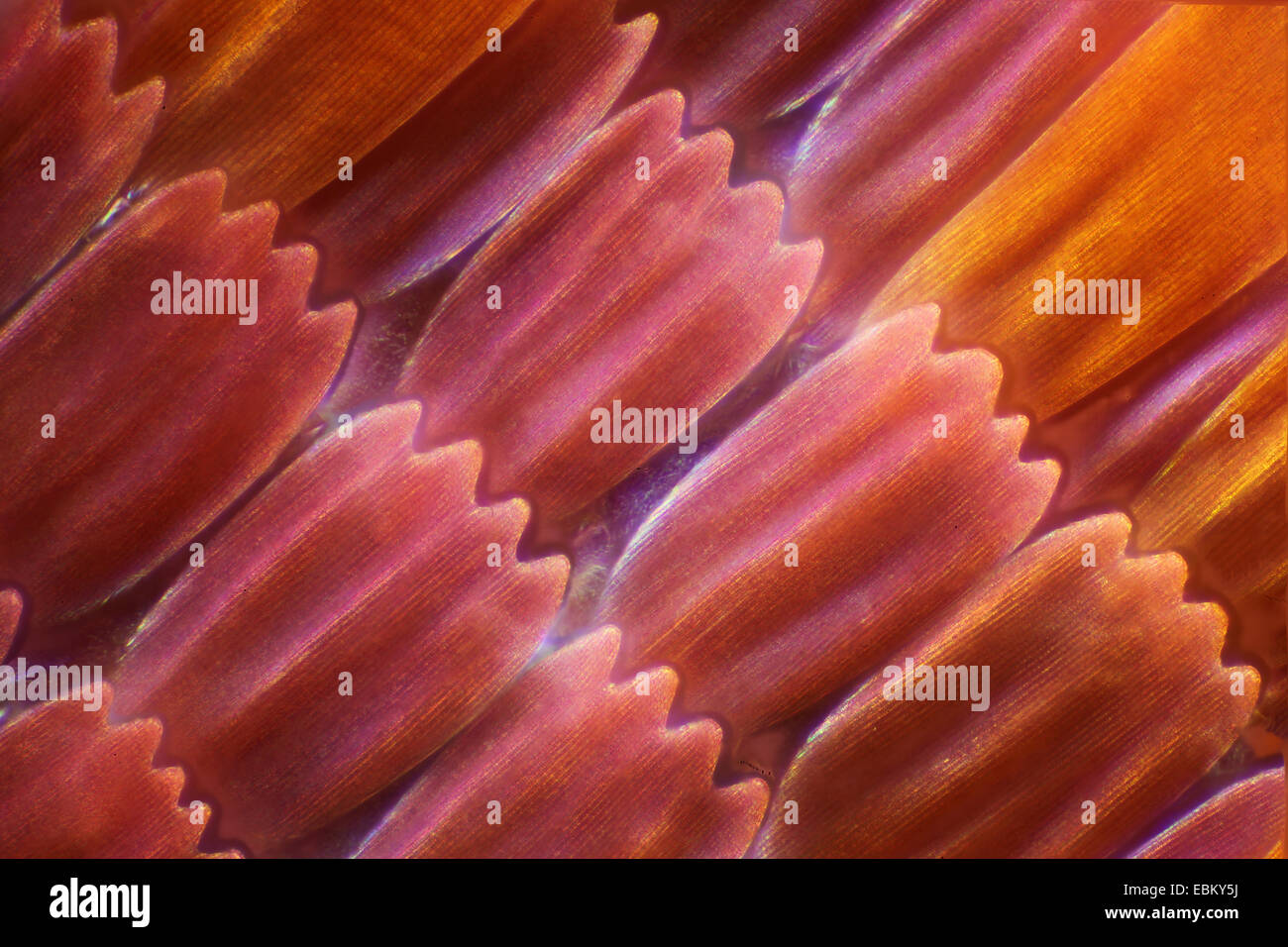 Butterfly wing microscope hi-res stock photography and images - Alamy