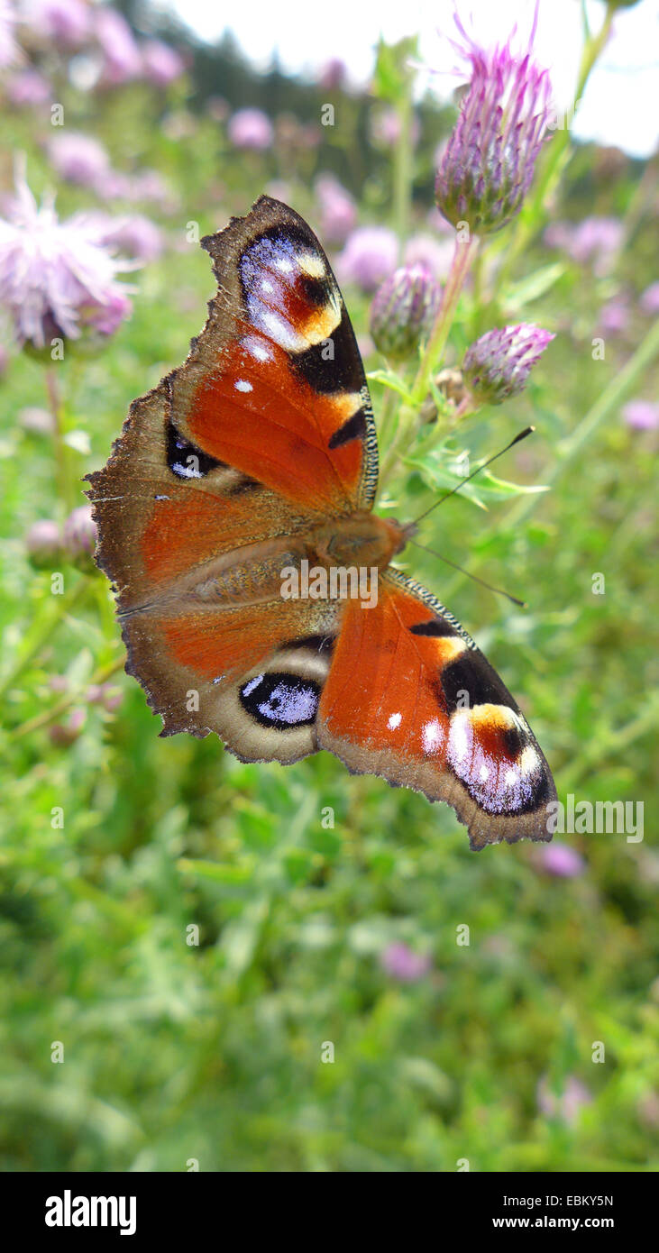 peacock moth, peacock (Inachis io, Nymphalis io), sitting on a thistle ...