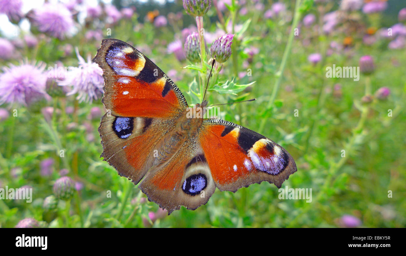 peacock moth, peacock (Inachis io, Nymphalis io), sitting on a thistle ...