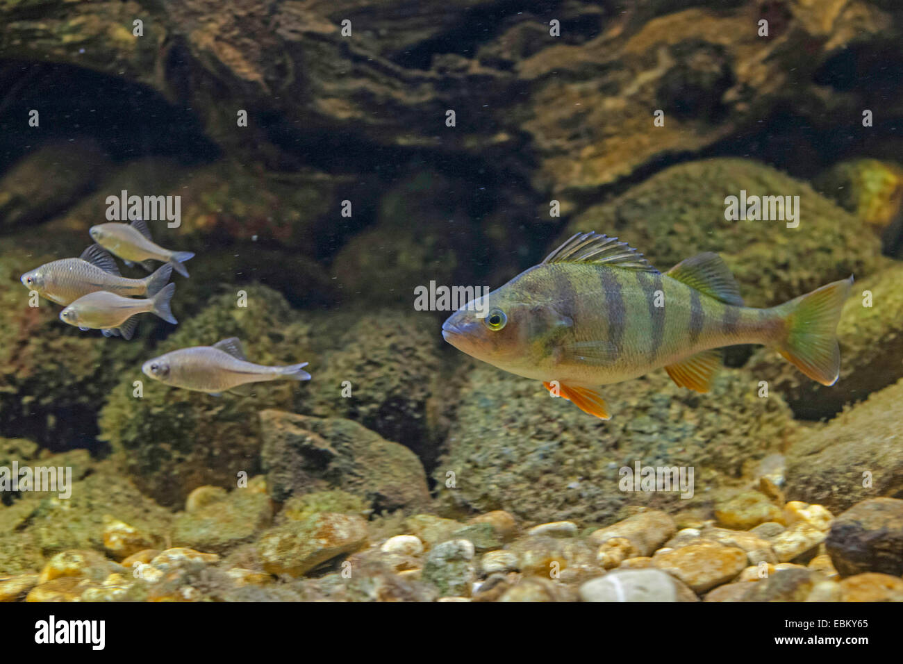 Stripepattern hi-res stock photography and images - Alamy