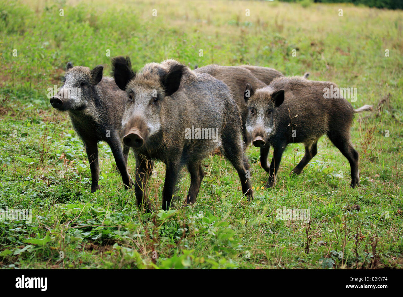Pack s meyers hi-res stock photography and images - Alamy