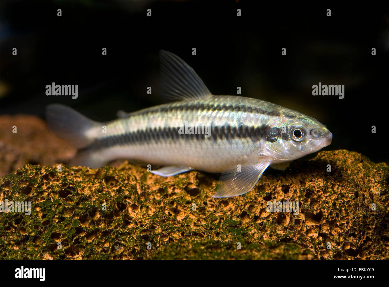 Darter characine (Apareiodon affinis), swimming Stock Photo - Alamy