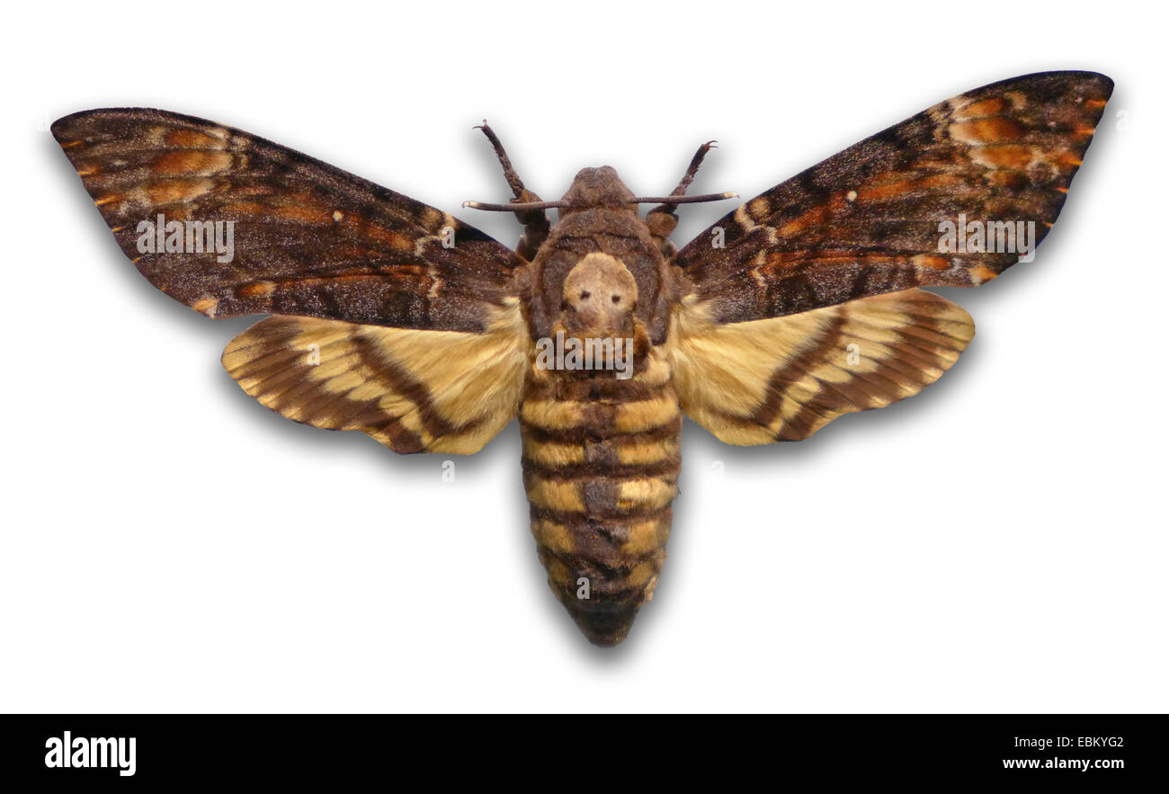 death's-head hawkmoth (Acherontia atropos), stuffed death┤s-head ...