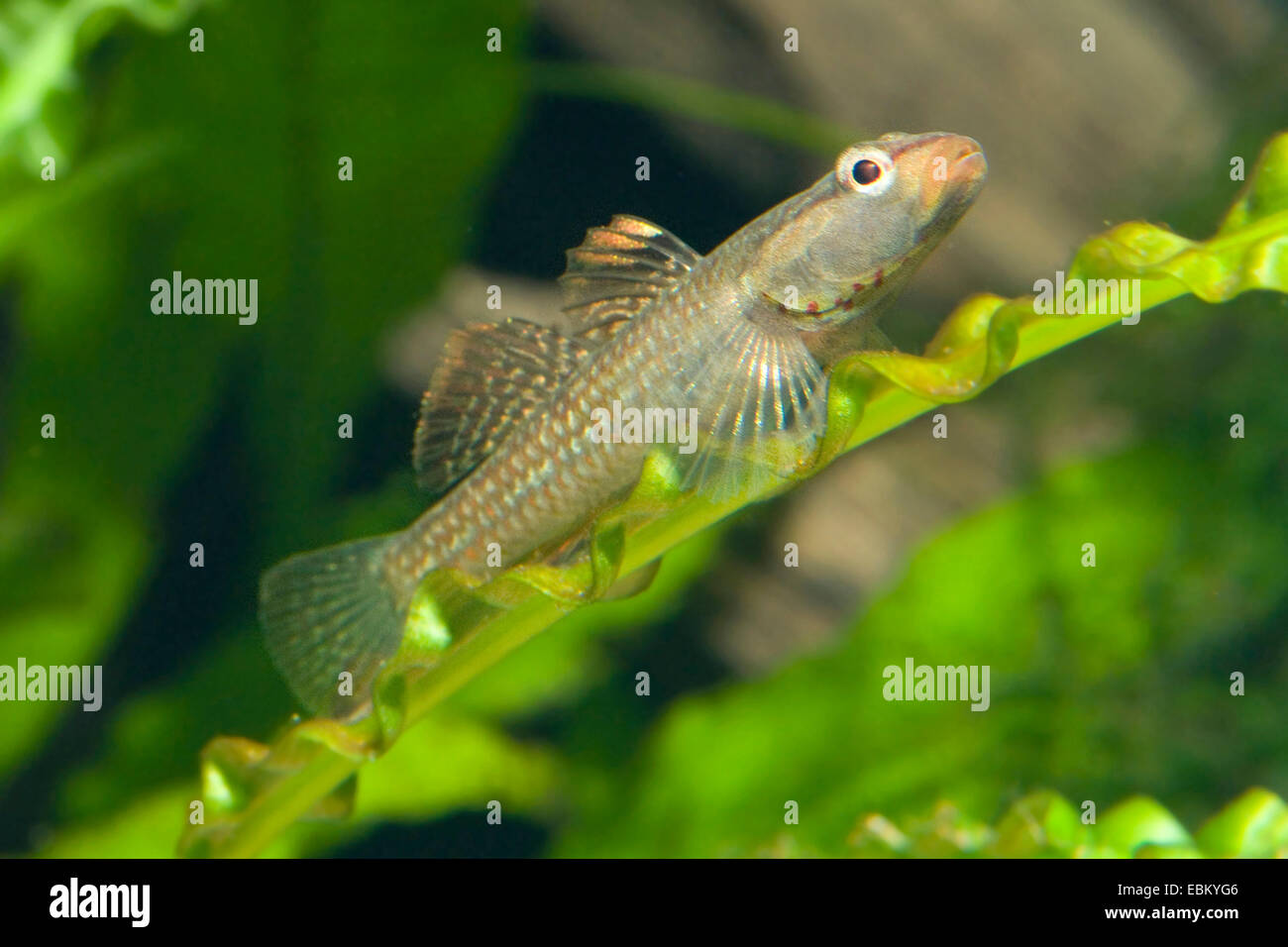 Goby (Rhinogobius duospilus), swimming Stock Photo - Alamy