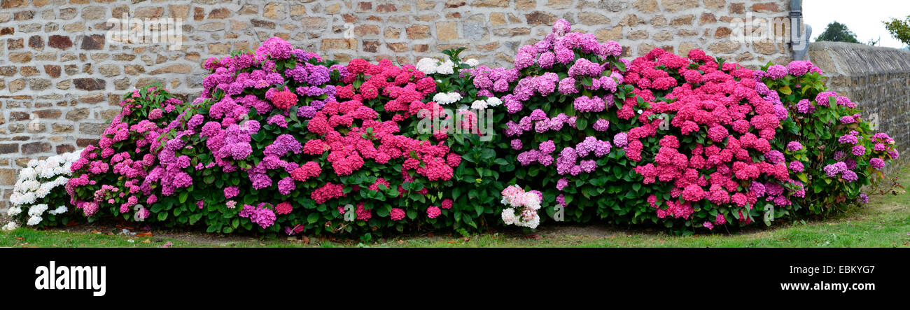 Garden hydrangea, Lace cap hydrangea (Hydrangea macrophylla ...