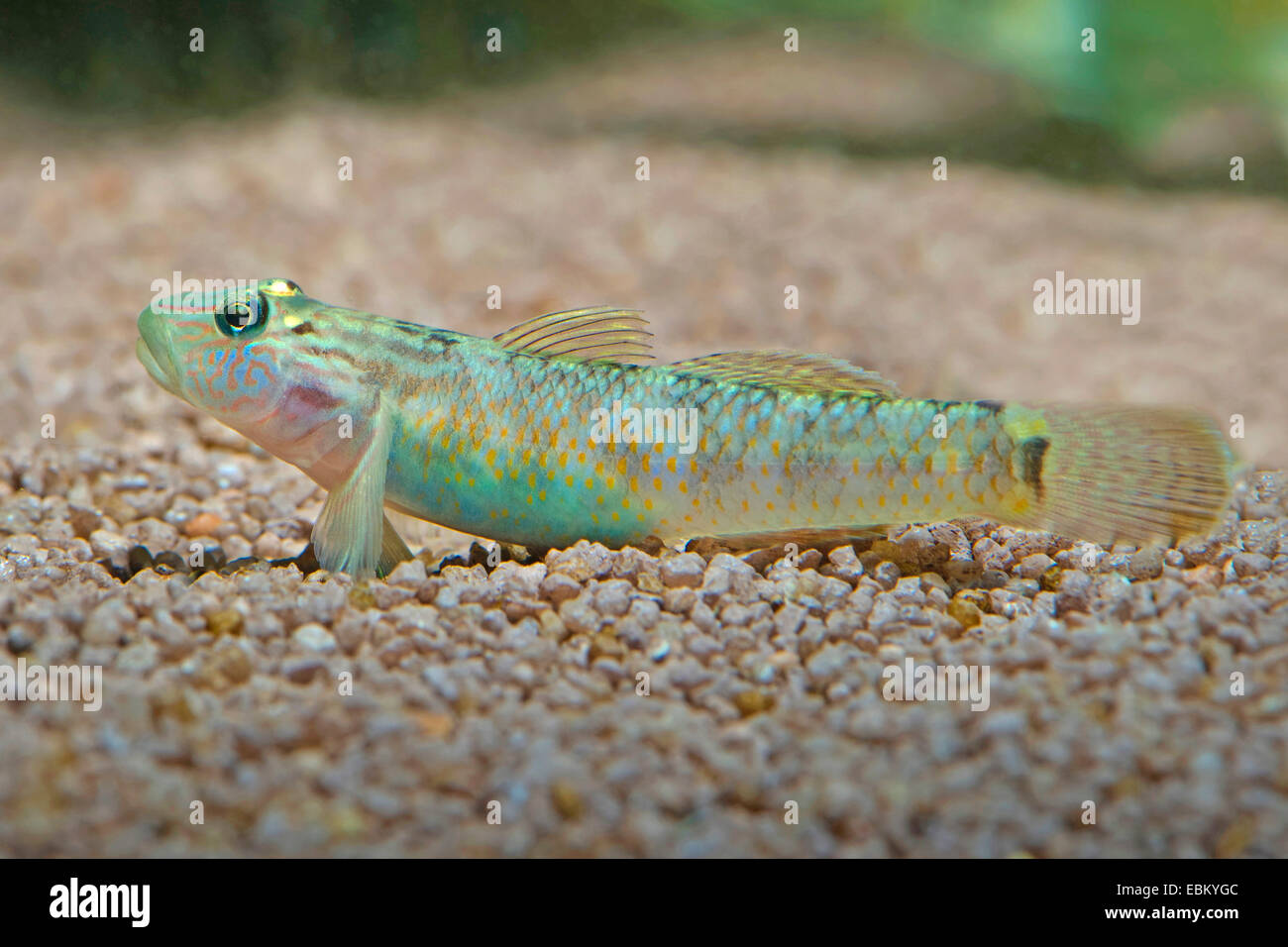 Goby (Rhinogobius nagoyae), on the ground Stock Photo - Alamy