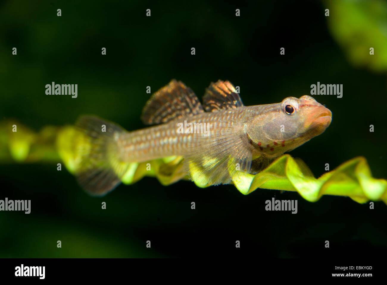 Goby (Rhinogobius duospilus), swimming Stock Photo - Alamy