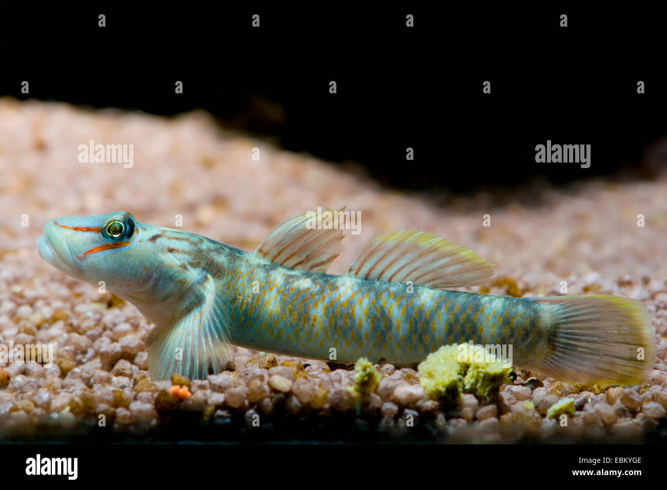Candidius Goby (Rhinogobius candidianus), on the ground Stock Photo - Alamy