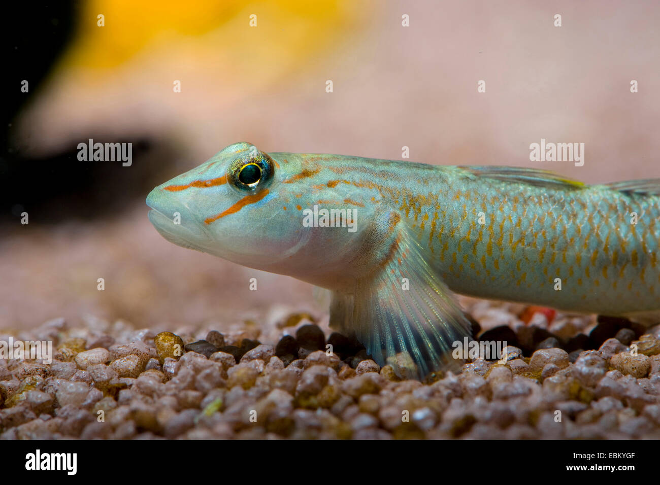 Candidius hi-res stock photography and images - Alamy