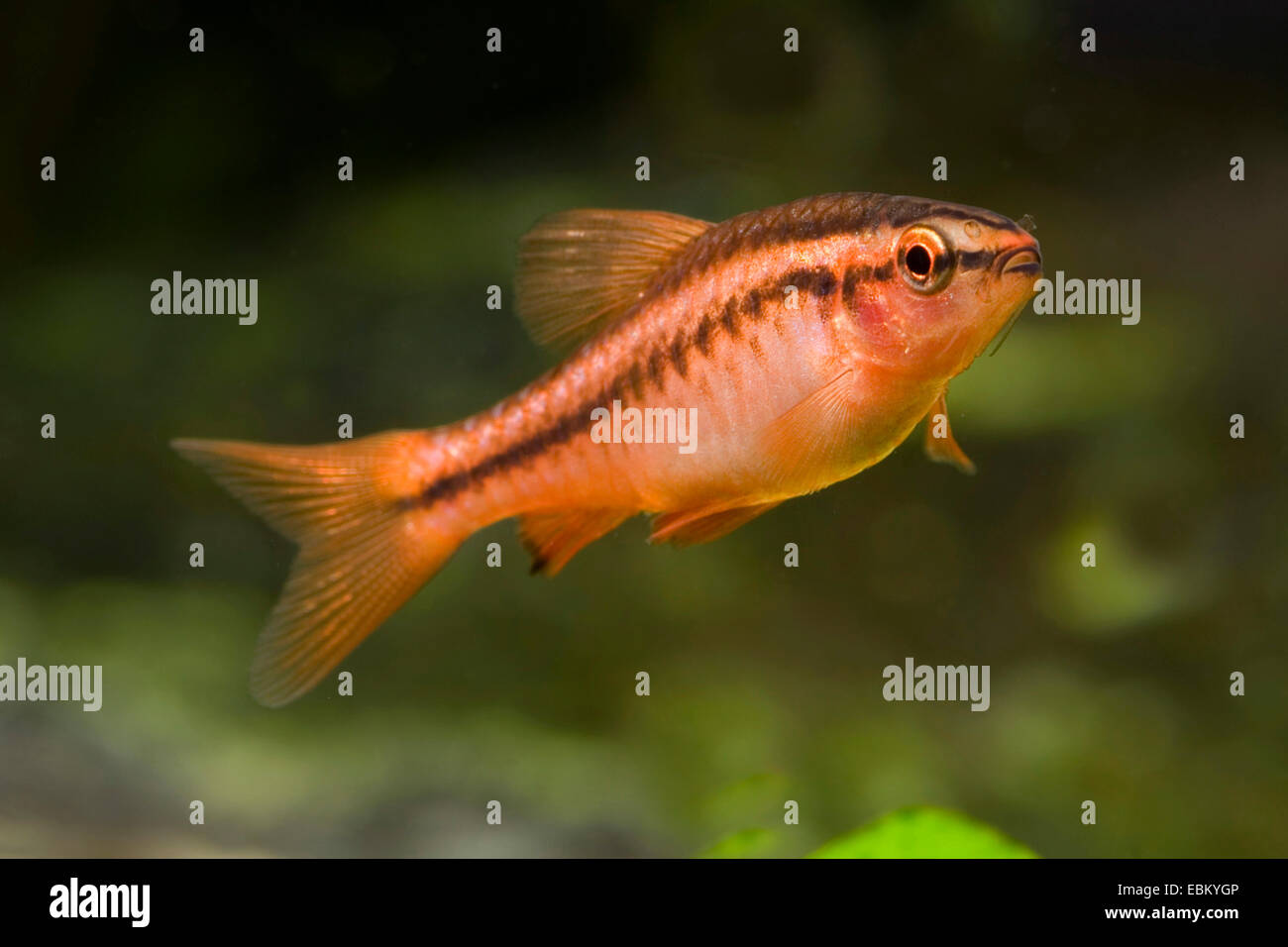 Cherry barb (Barbus titteya, Puntius titteya), swimming Stock Photo - Alamy