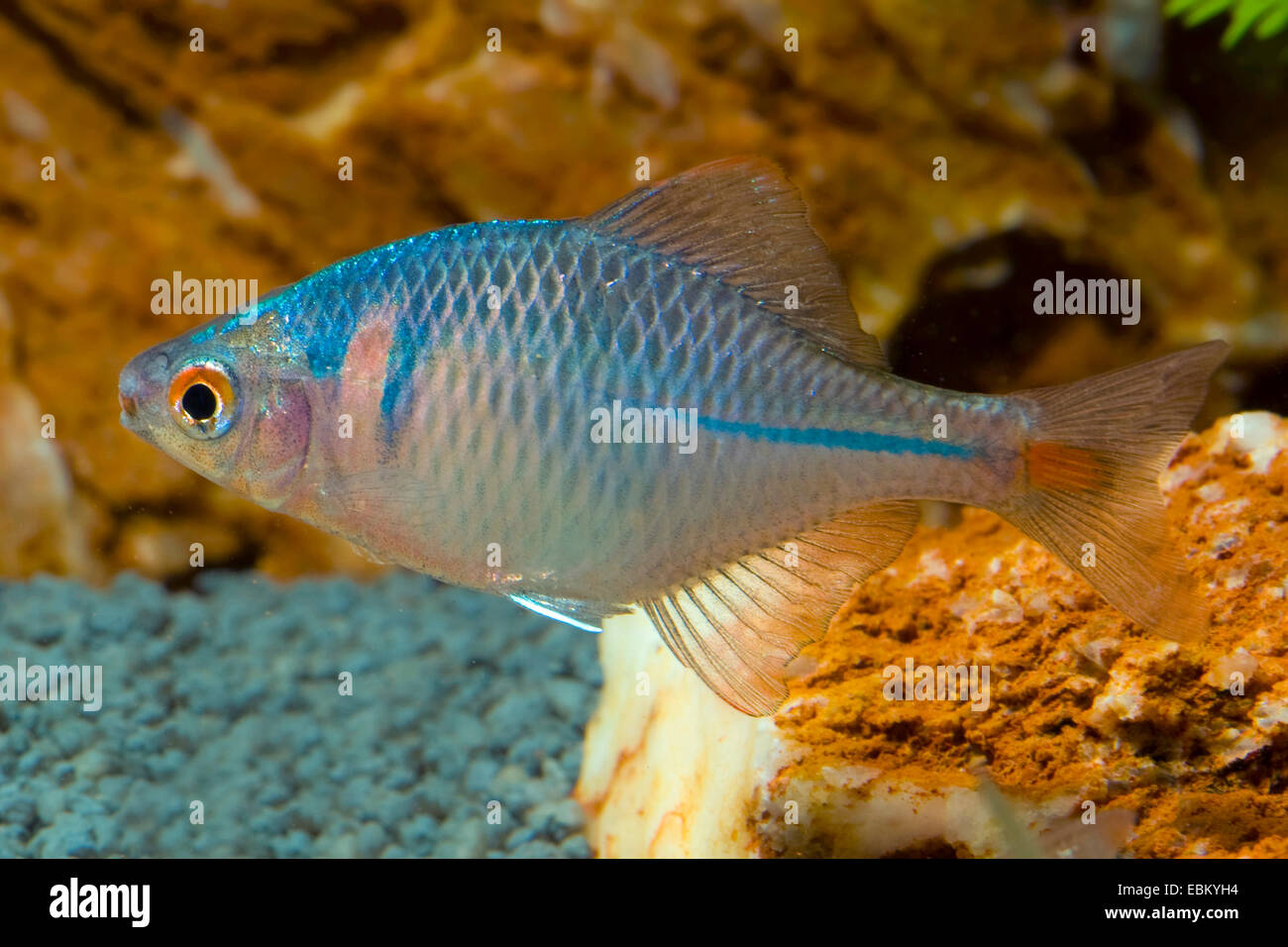 Rosy bitterling (Rhodeus ocellatus), swimming Stock Photo - Alamy
