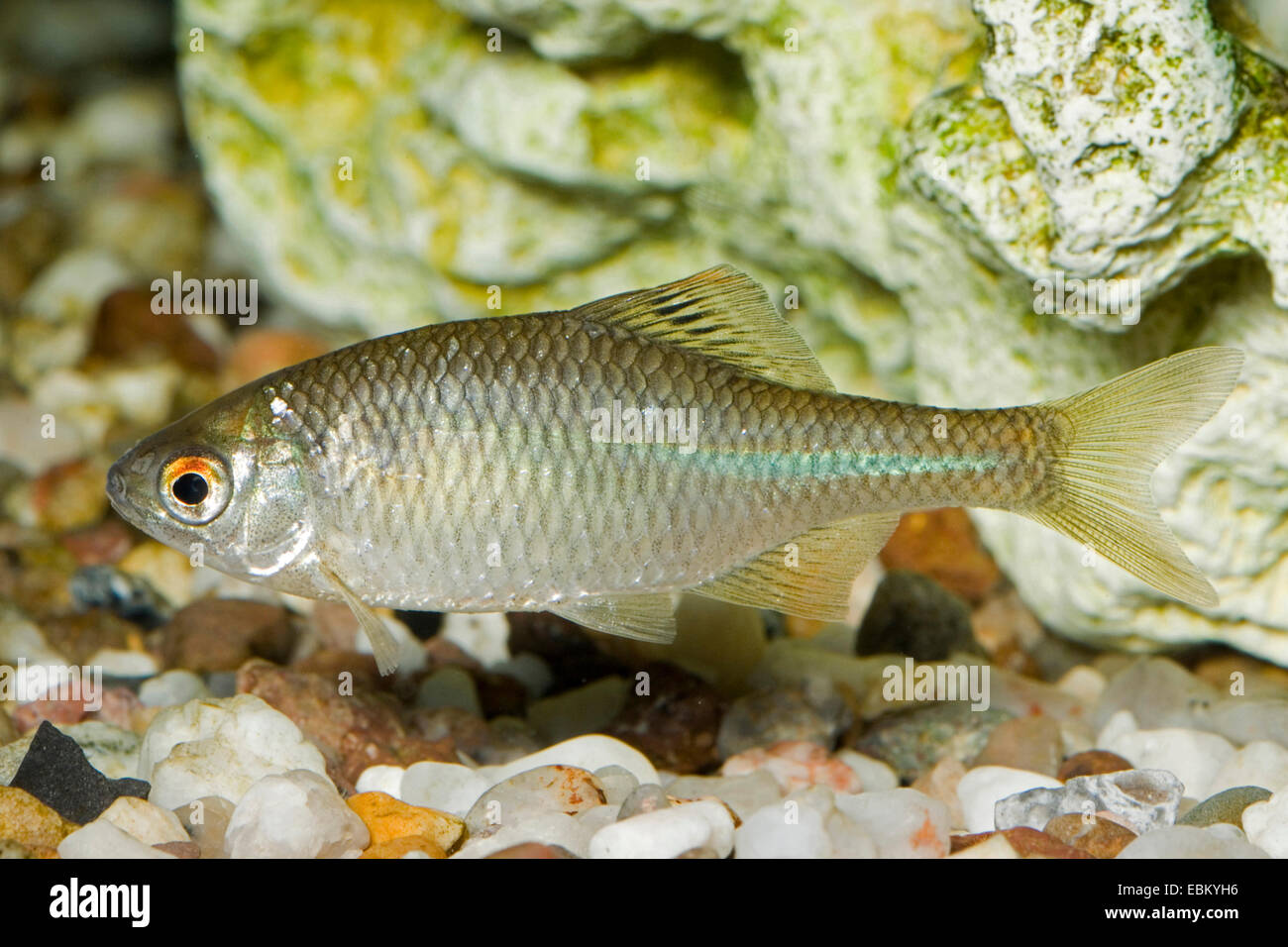 bitterling (Rhodeus amarus, Rhodeus sericeus, Rhodeus sericeus amarus ...