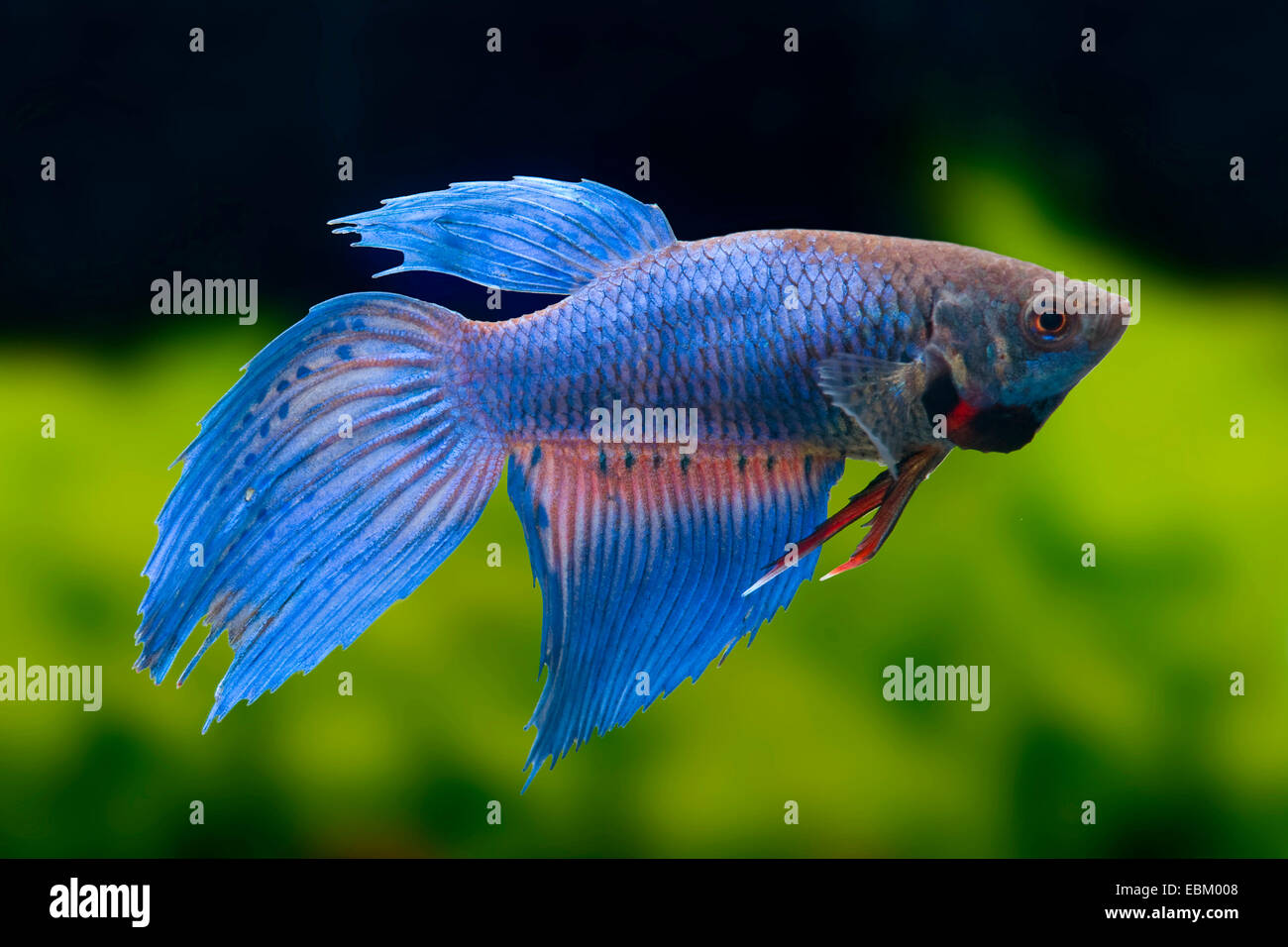 Siamese fighting fish, Siamese fighter (Betta splendens), breed ...