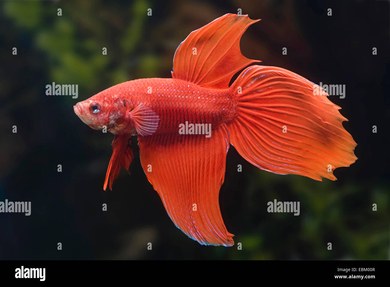 Siamese fighting fish, Siamese fighter (Betta splendens), breed ...