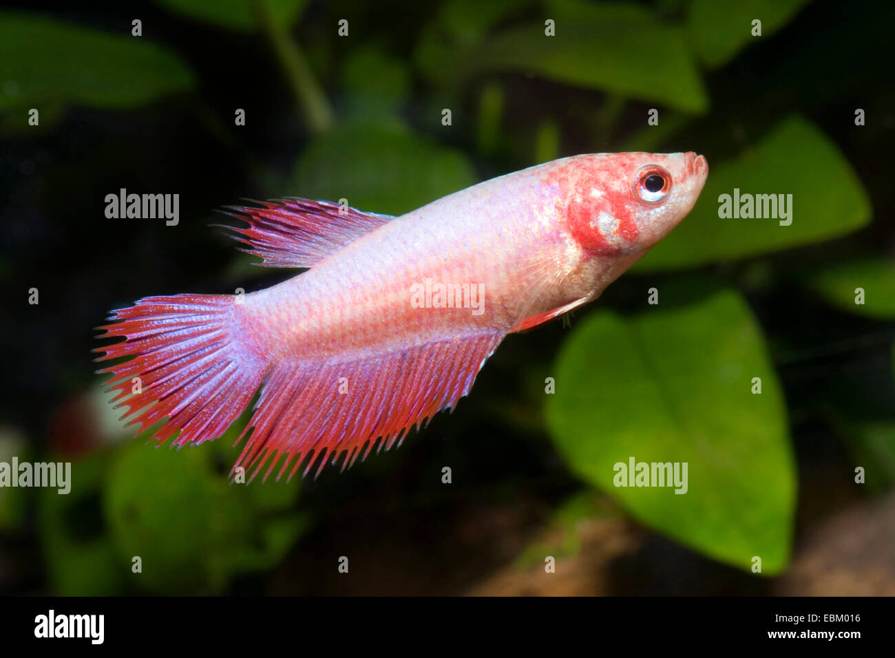 Siamese fighting fish, Siamese fighter (Betta splendens), breed Stock ...