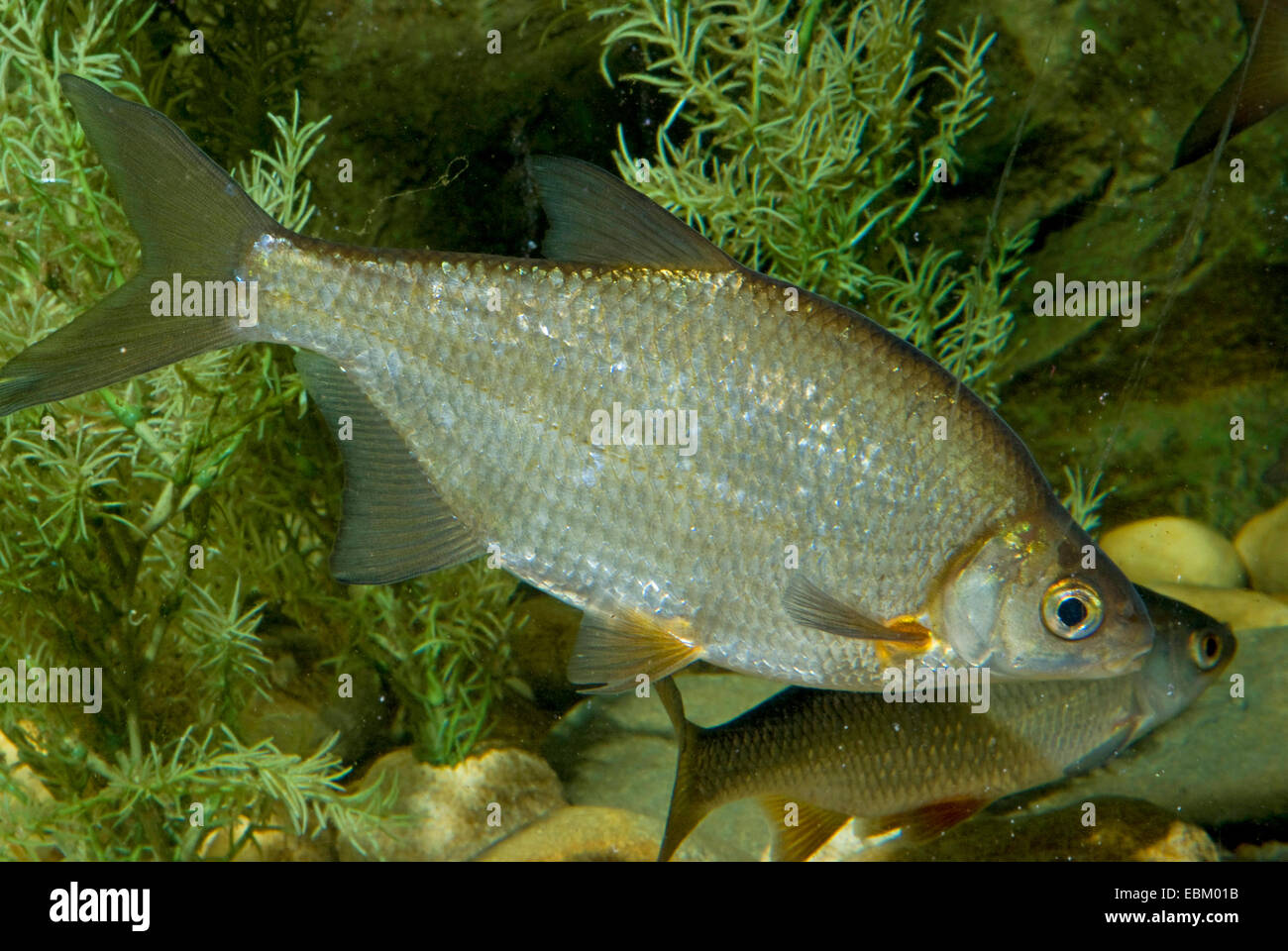 silver bream, white bream (Blicca bjoerkna, Abramis bjoerkna), swimming ...