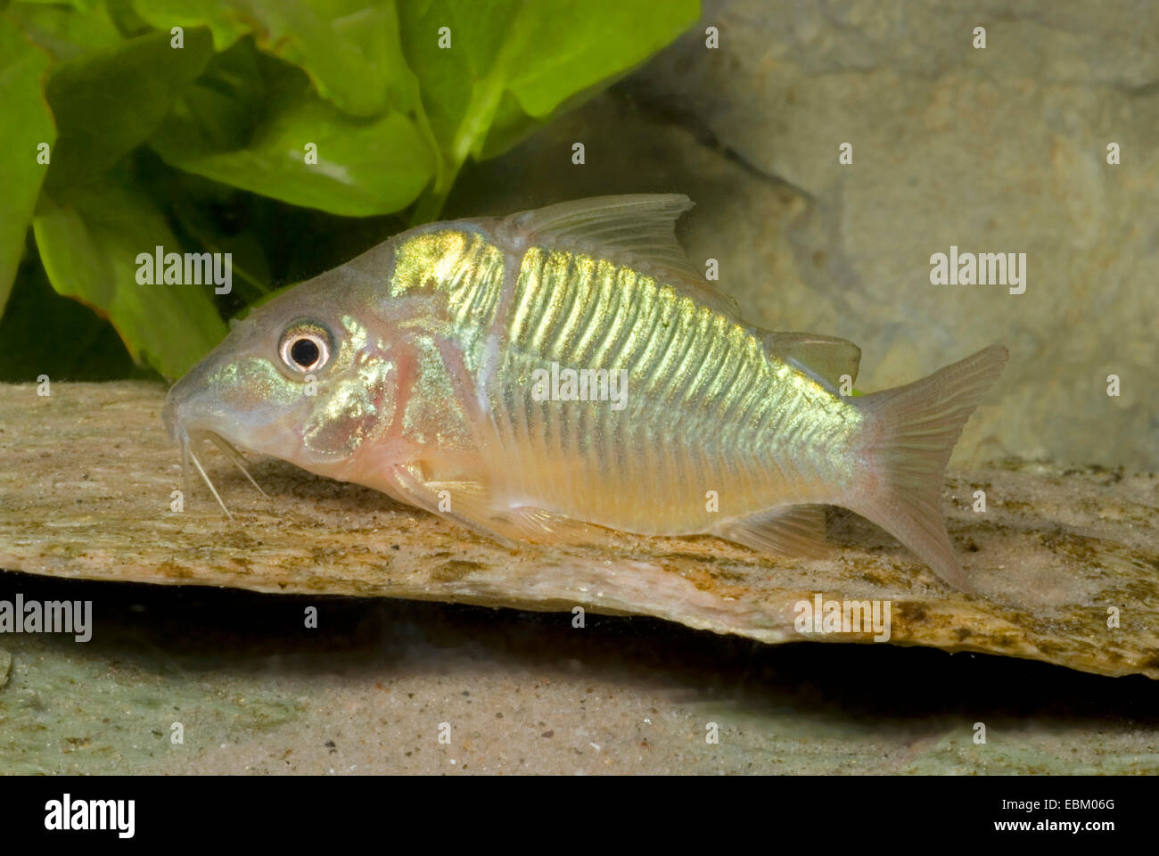 Short bodied catfish brochis splendens hi-res stock photography and ...