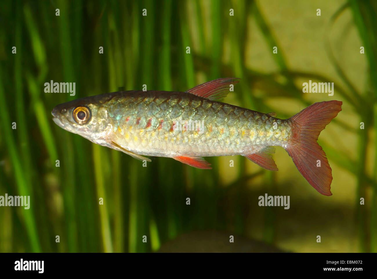 Characin hi-res stock photography and images - Alamy