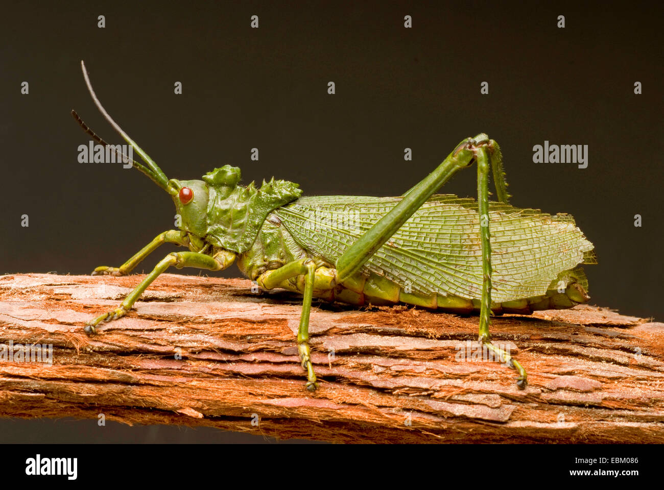Green Milkweed Locust, Green bush locust (Phymateus viridis), on a ...