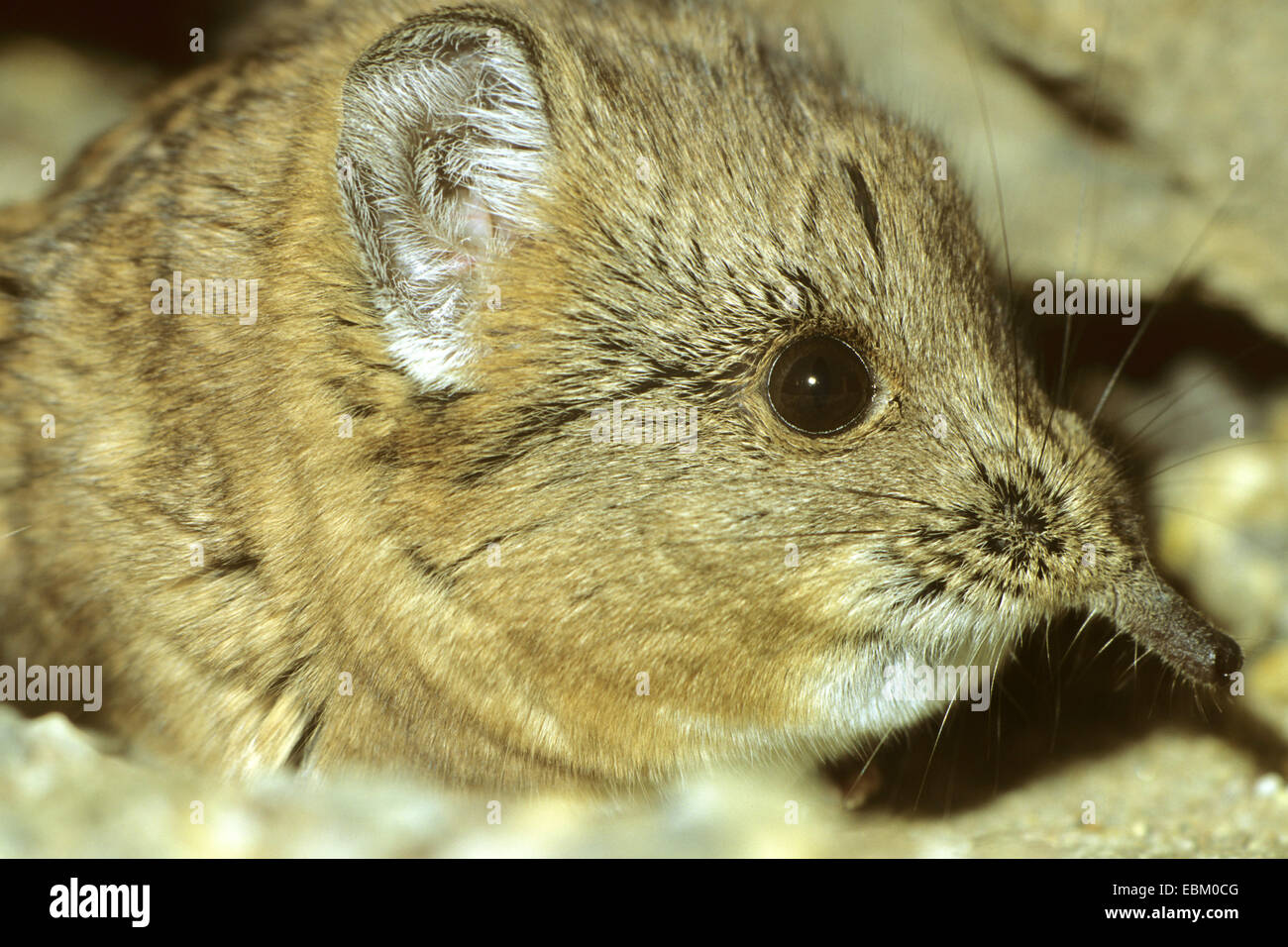 Short Eared Elephant Shrew
