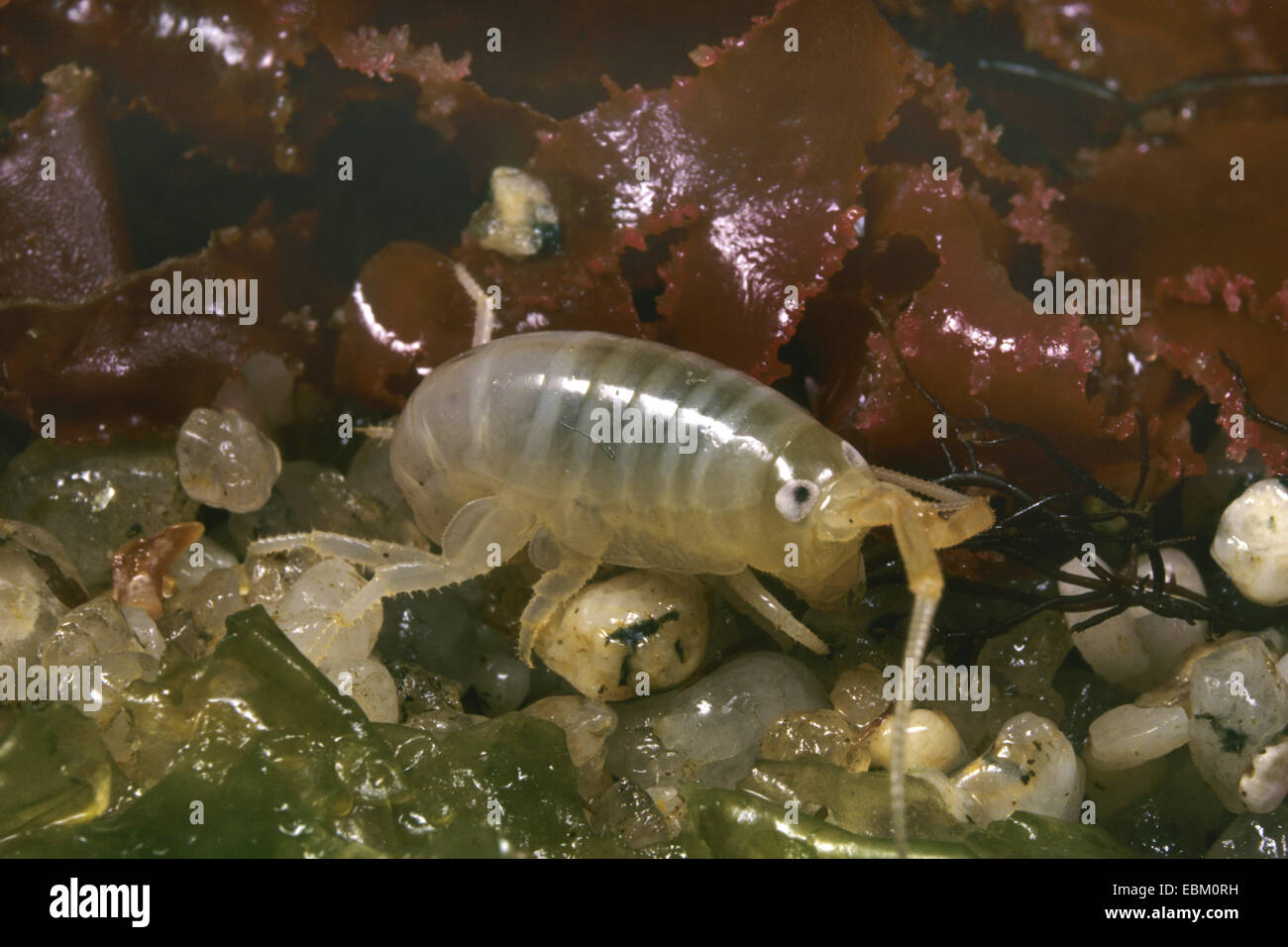 sandhopper, greater sandhopper (Talitrus saltator), side view Stock ...