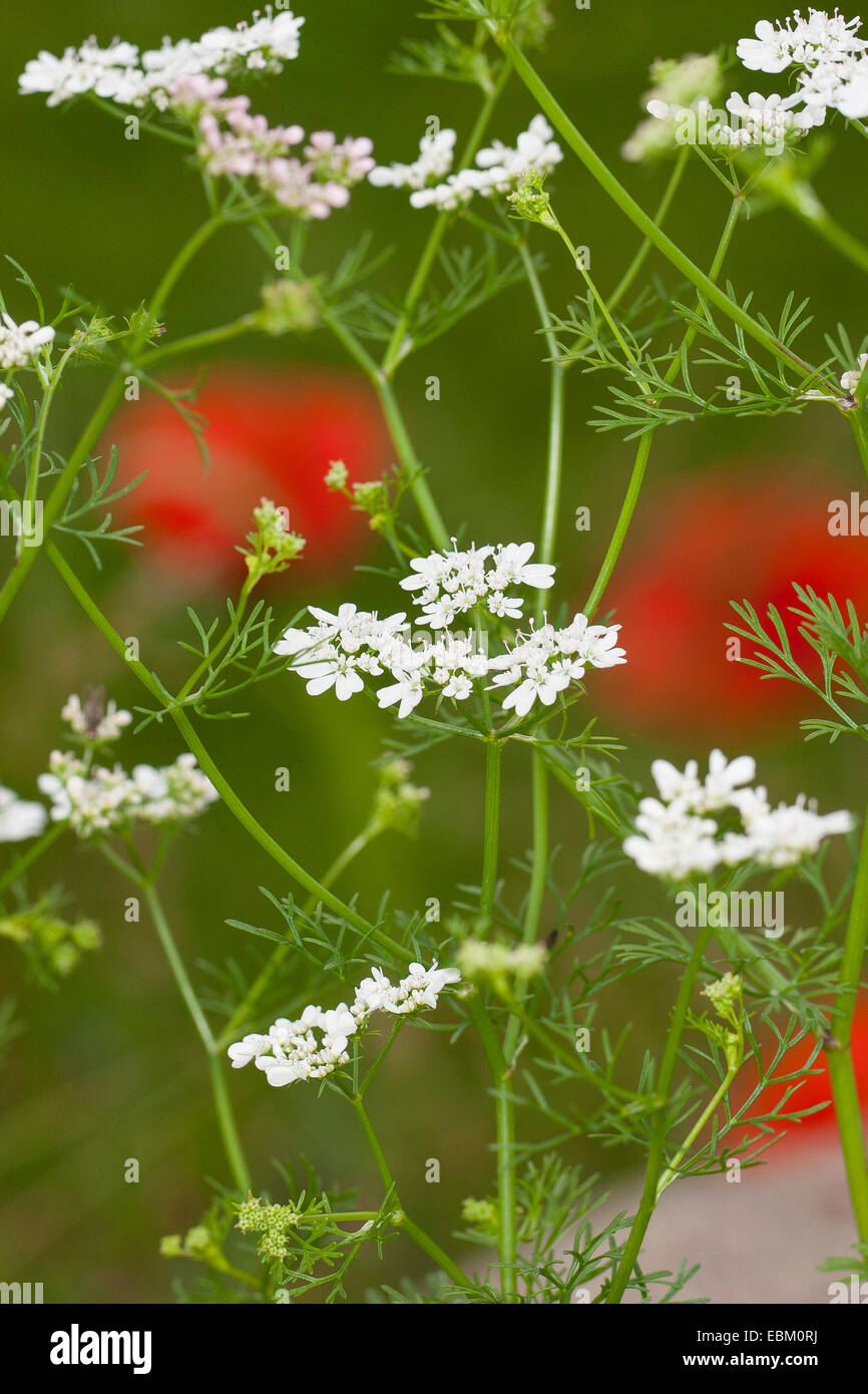 Coriander inflorescence hi-res stock photography and images - Alamy