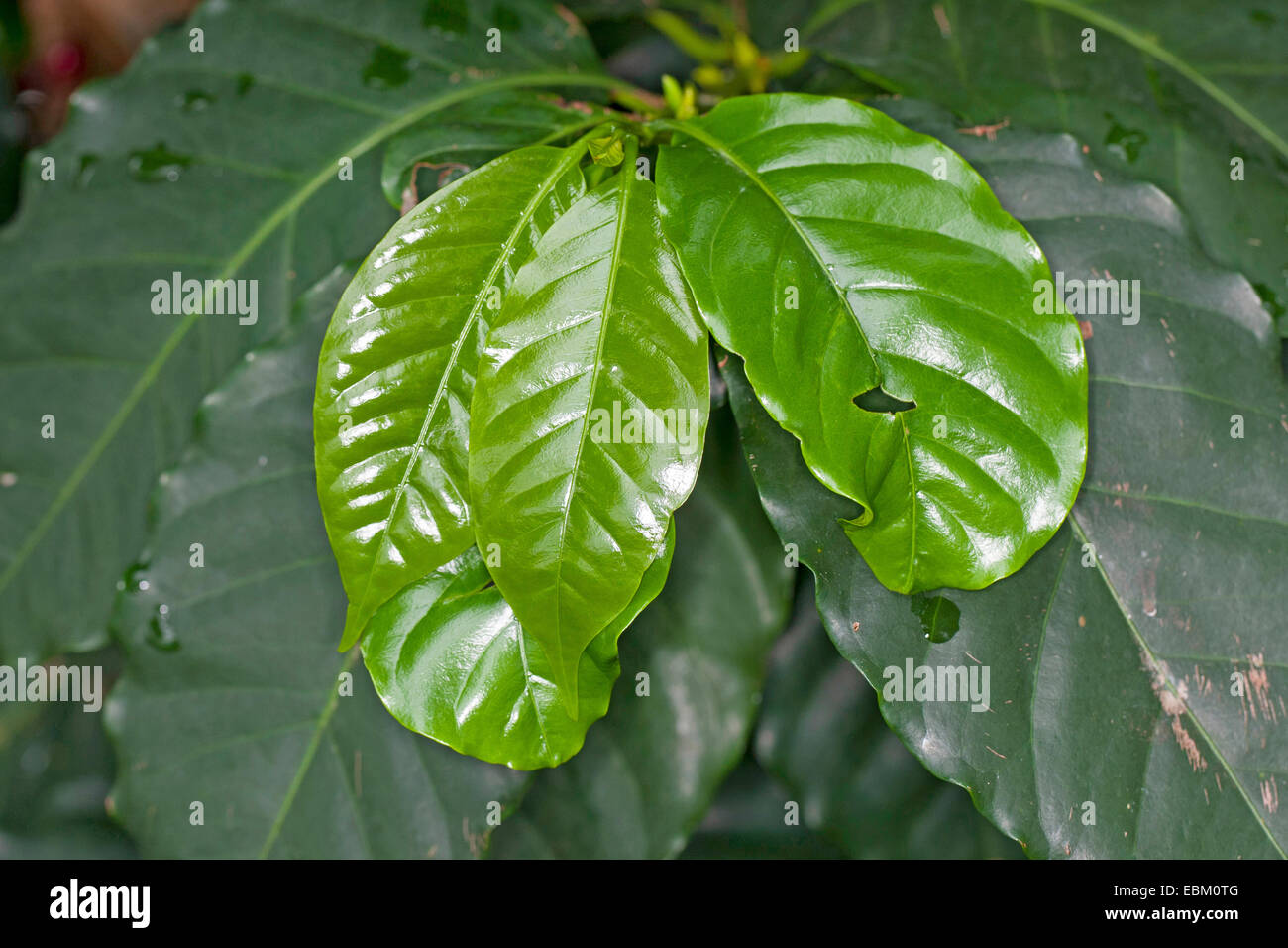 Arabian coffee (Coffea arabica), leaves Stock Photo - Alamy