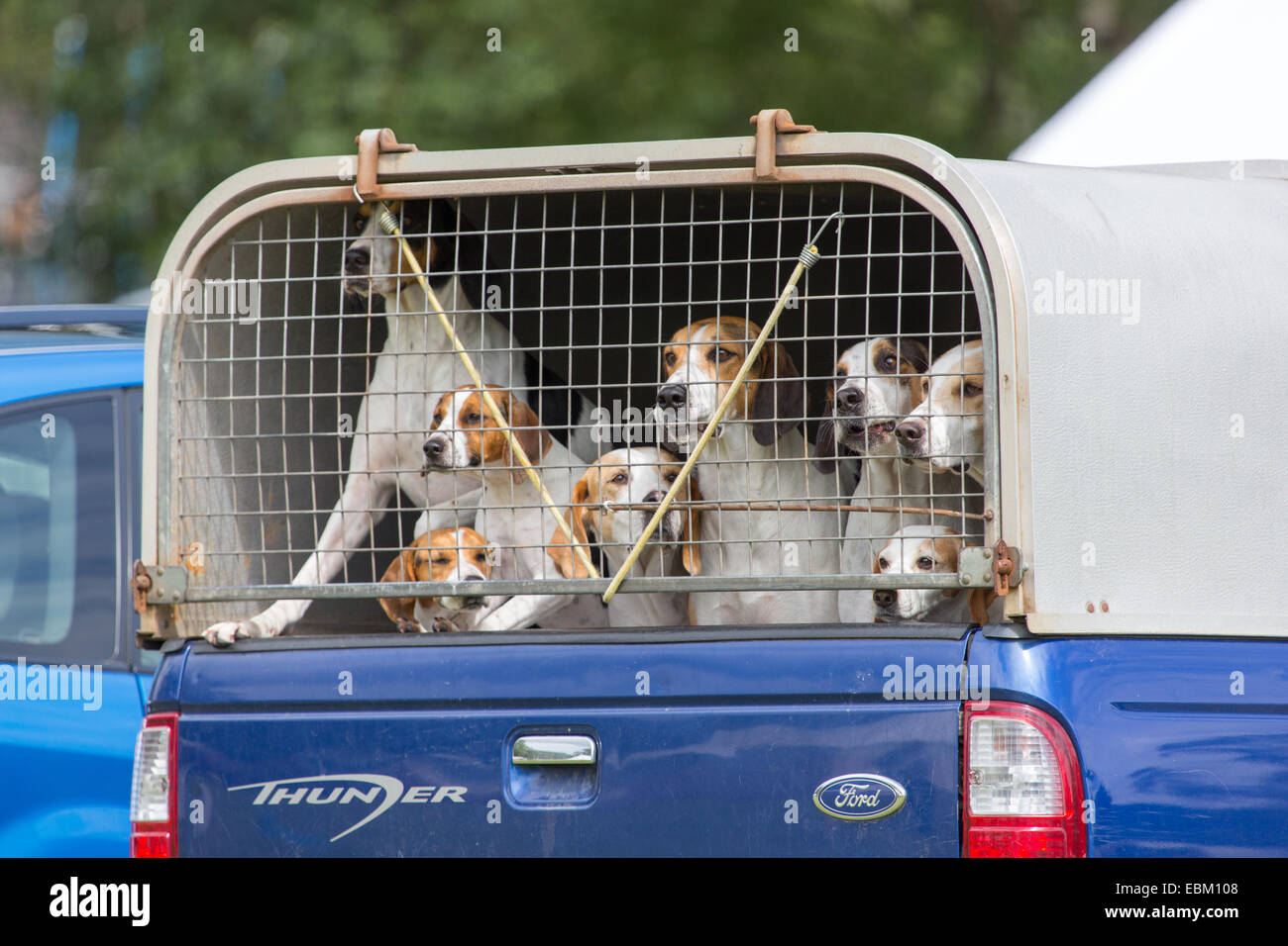 Hunting Fell Hounds in the back of a pickup truck Stock Photo - Alamy