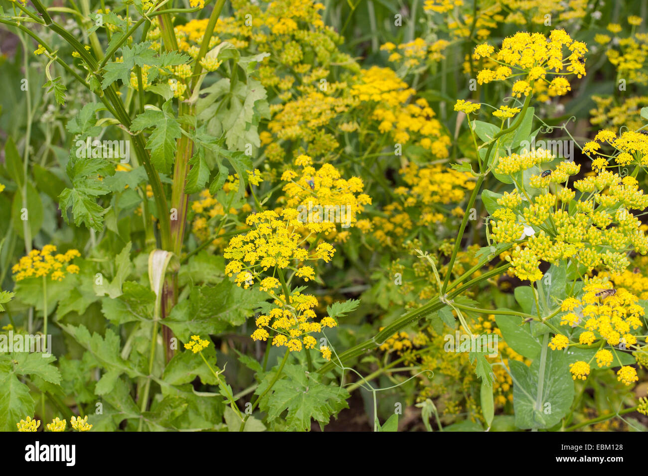 wild parsnip (Pastinaca sativa), yellow blossom Stock Photo - Alamy