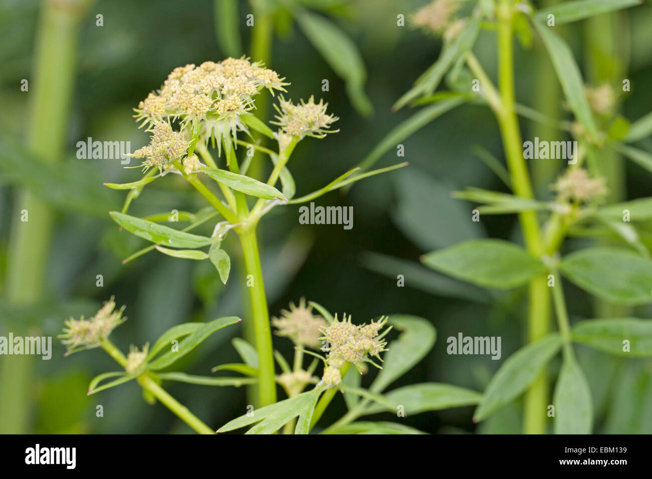 Bladder seed hi-res stock photography and images - Alamy