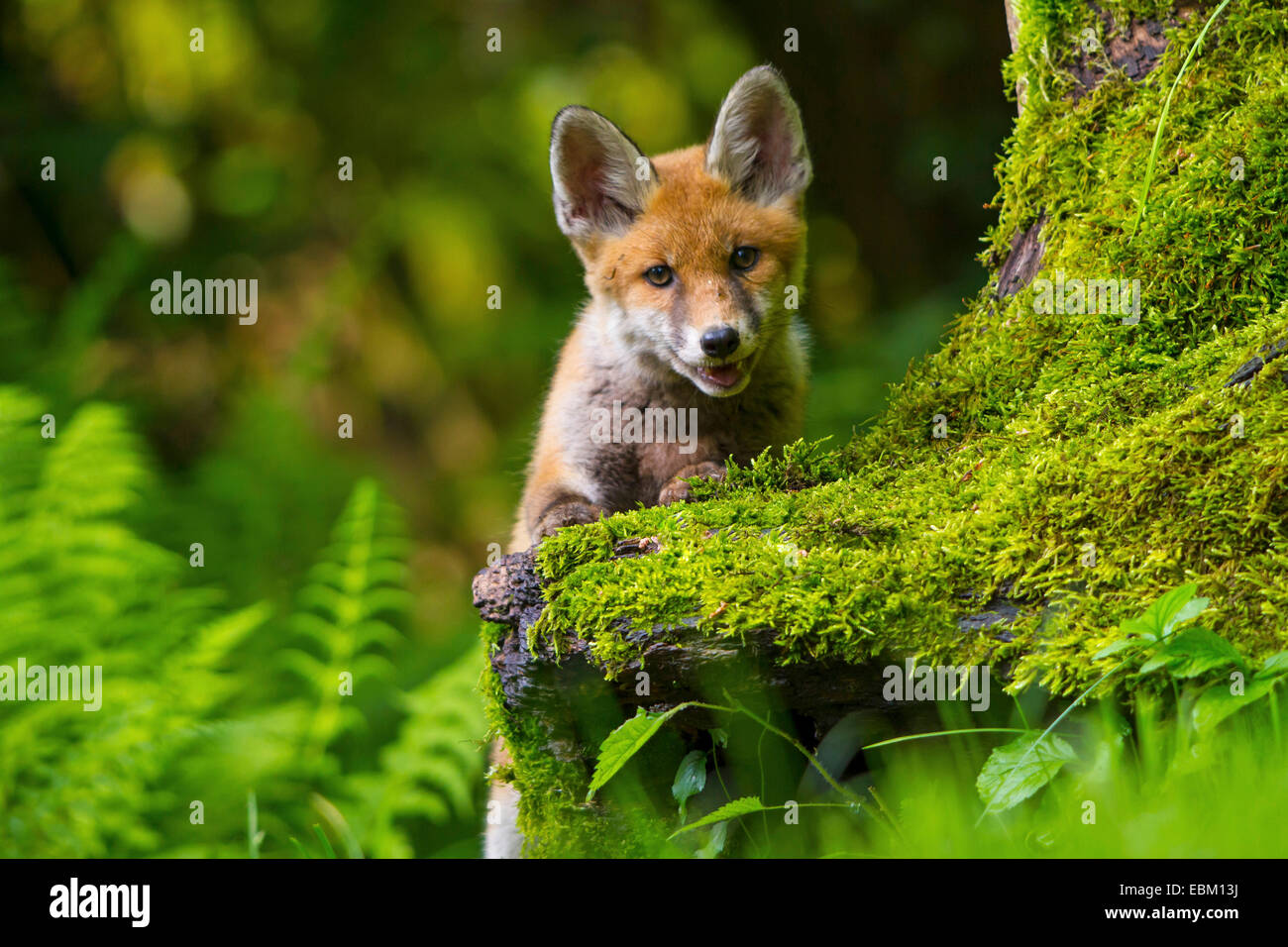 red fox (Vulpes vulpes), fox kit peering behind a mossy root ...