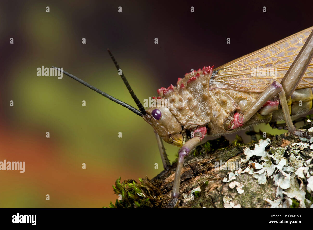 African grasshopper hi-res stock photography and images - Alamy