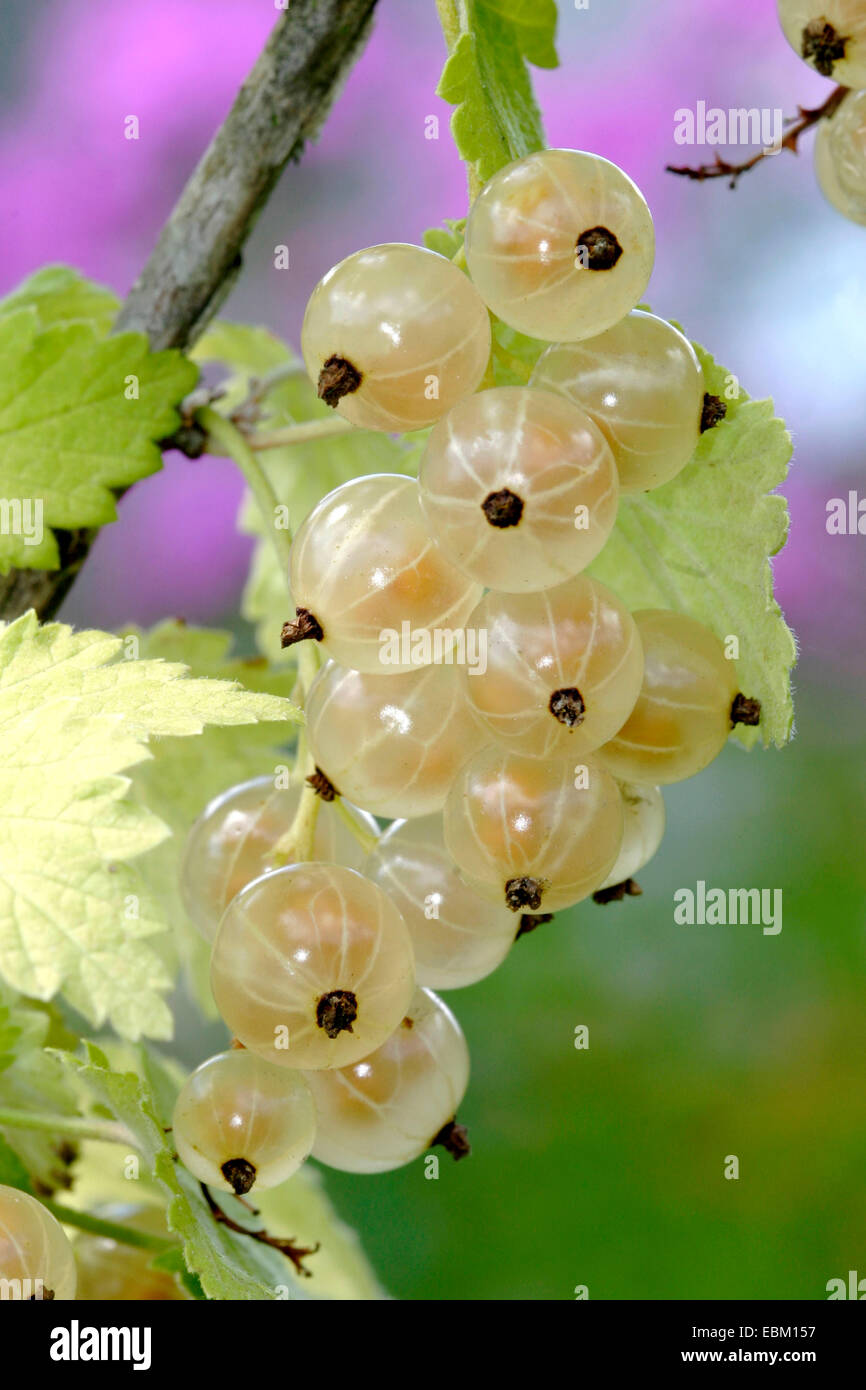 northern red currant (Ribes rubrum), White currants on the bush Stock ...